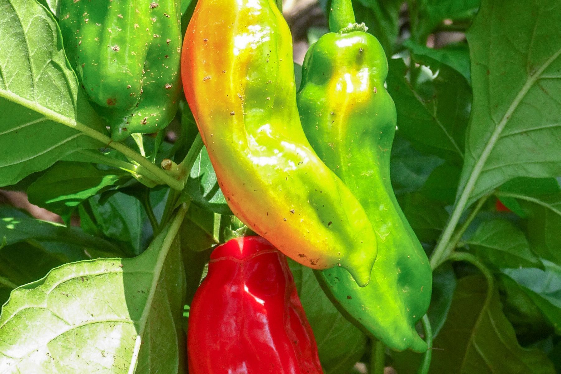 Increased Income Attributable To Hot Pepper Farming - News - Site