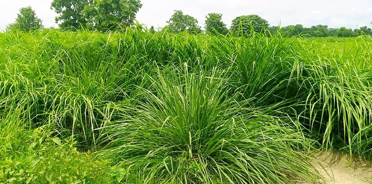 La production fourragère : une solution pour un élevage productif ...