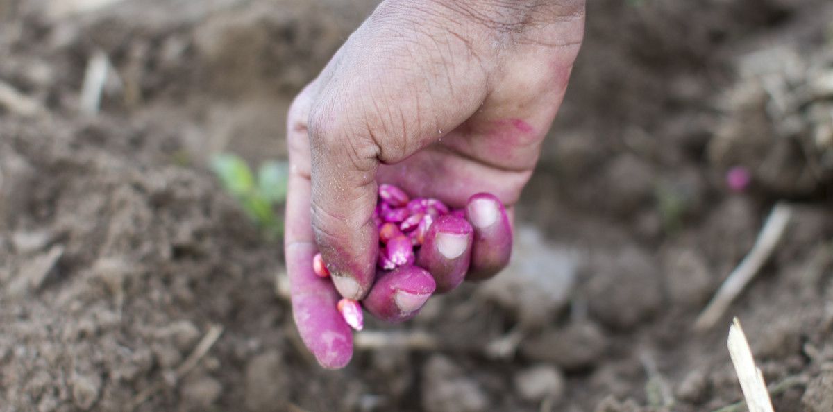 Project Journey M4C - Making Markets Work for the Jamuna, Padma and ...