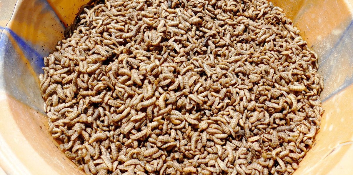 New association formed to advance Black Soldier Fly Larvae farming ...