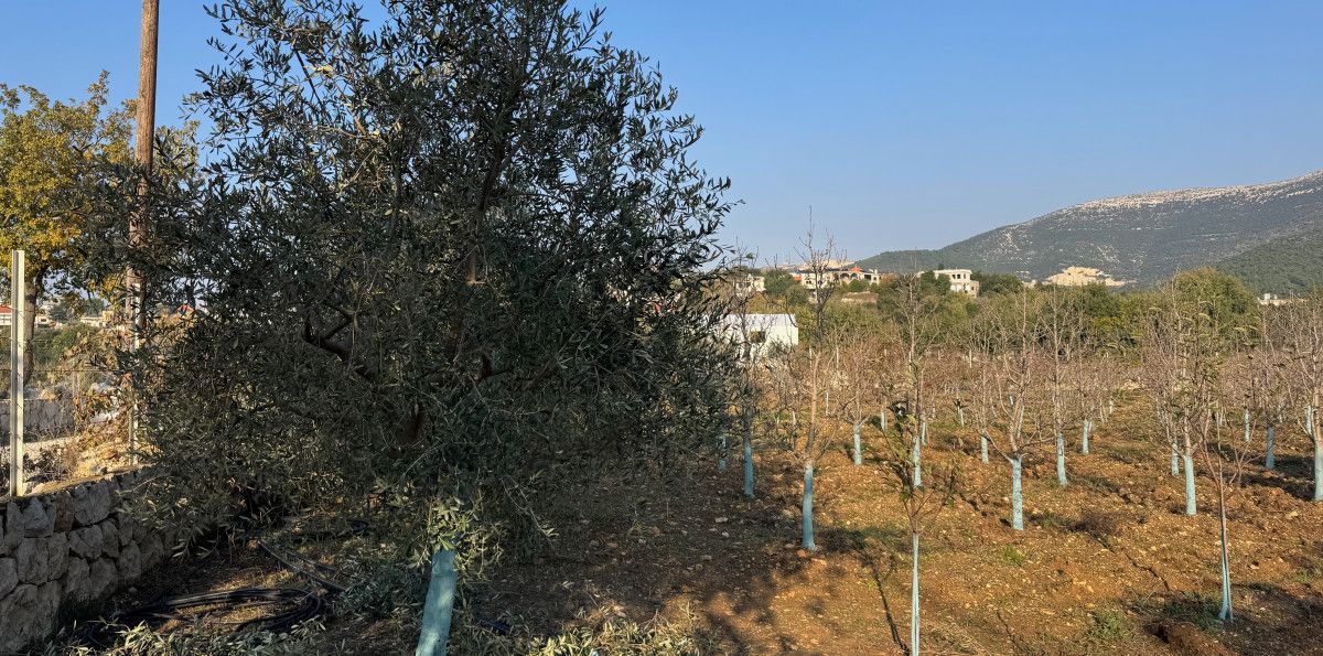 Empowering Farmers in Lebanon Through Good Agricultural Practices ...