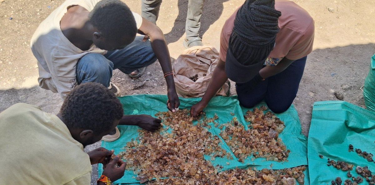How Access to Finance is Strengthening the Gum Arabic Value Chain in ...