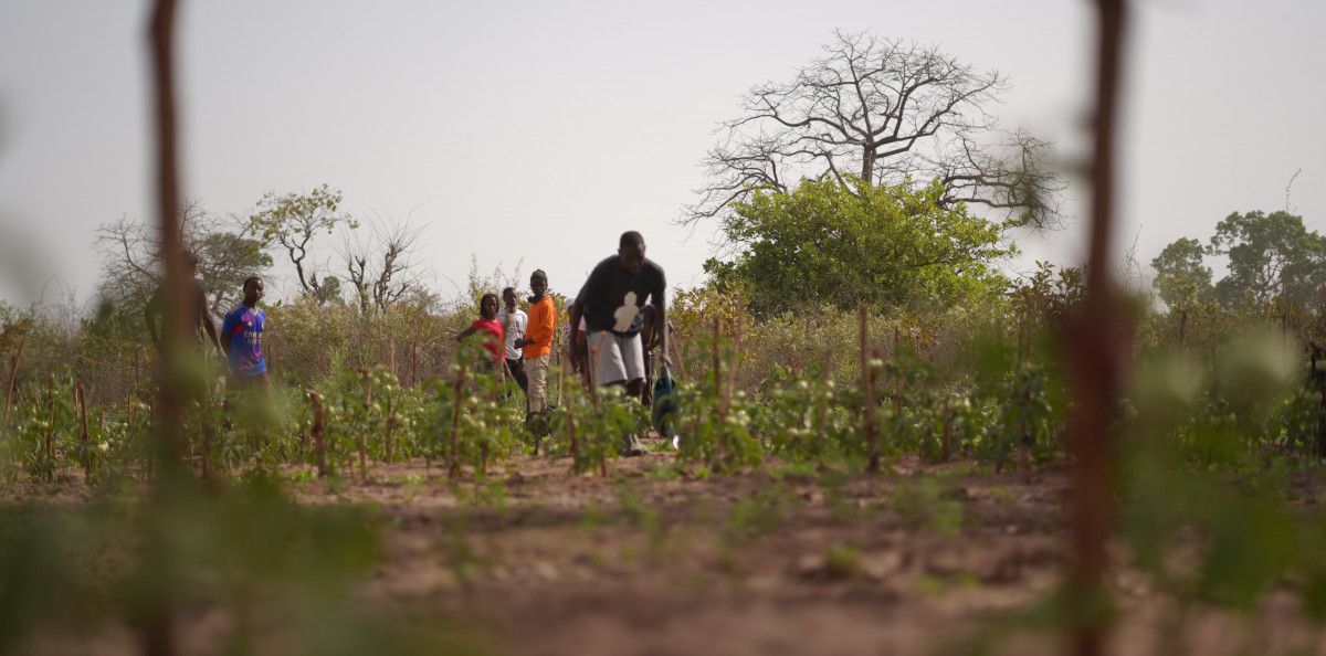 Sahel Opportunities - Projects - Site