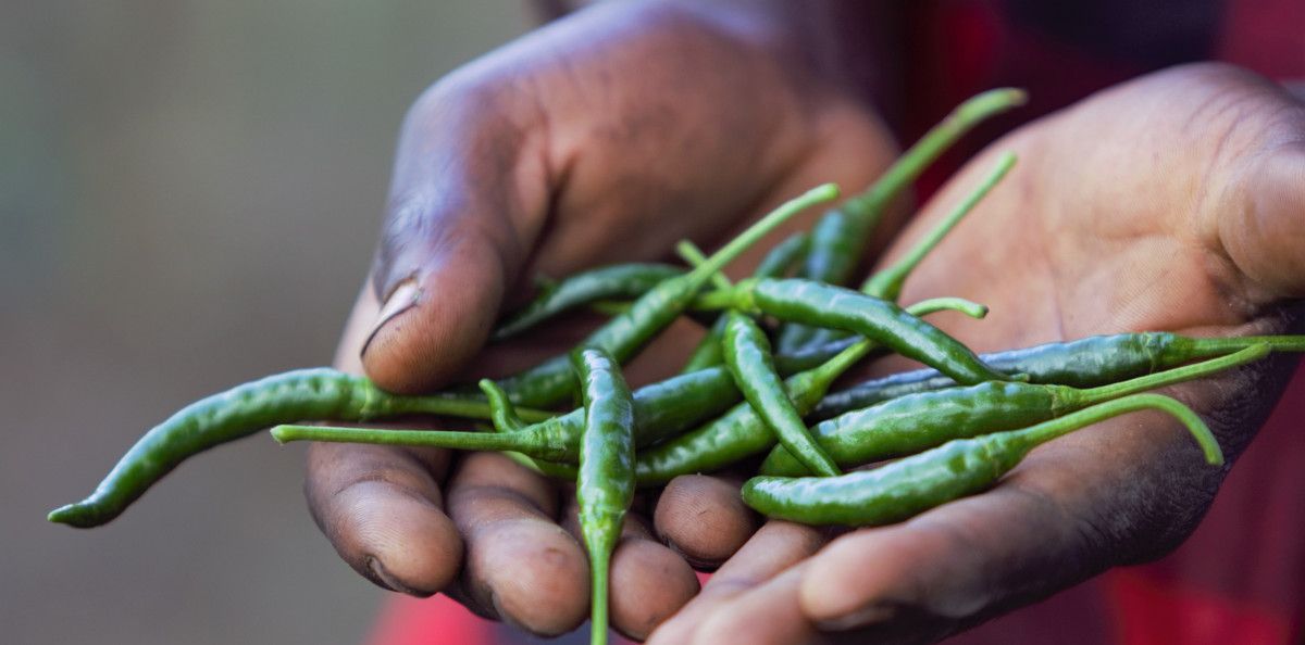 Facilitating the Engagement of Young People in Agribusiness Through ...