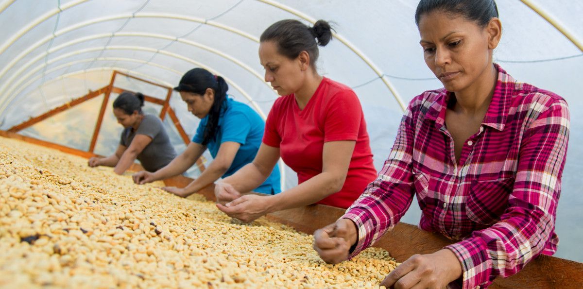 Videos - PROGRESA - Projects - Site