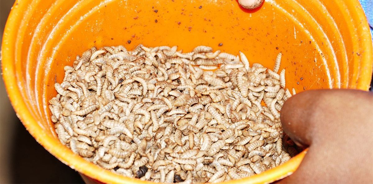 Production d’aliment local pour poissons : Des avancées prometteuses ...