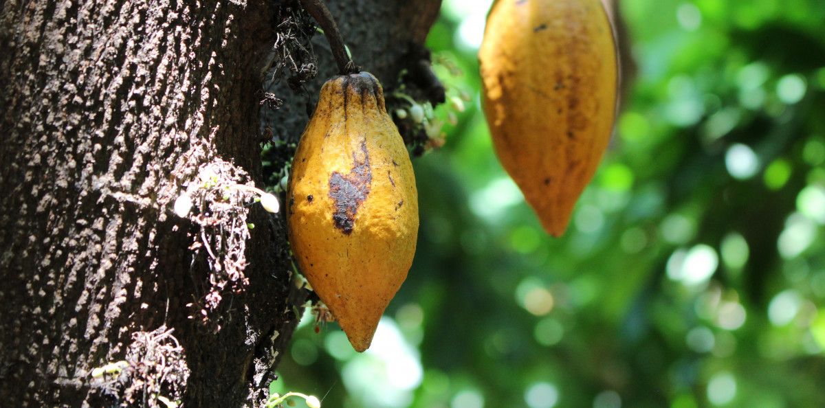 Se consolida la iniciativa de cacao inclusivo sostenible. Un acuerdo entre SWISSCONTACT – GIZ ...
