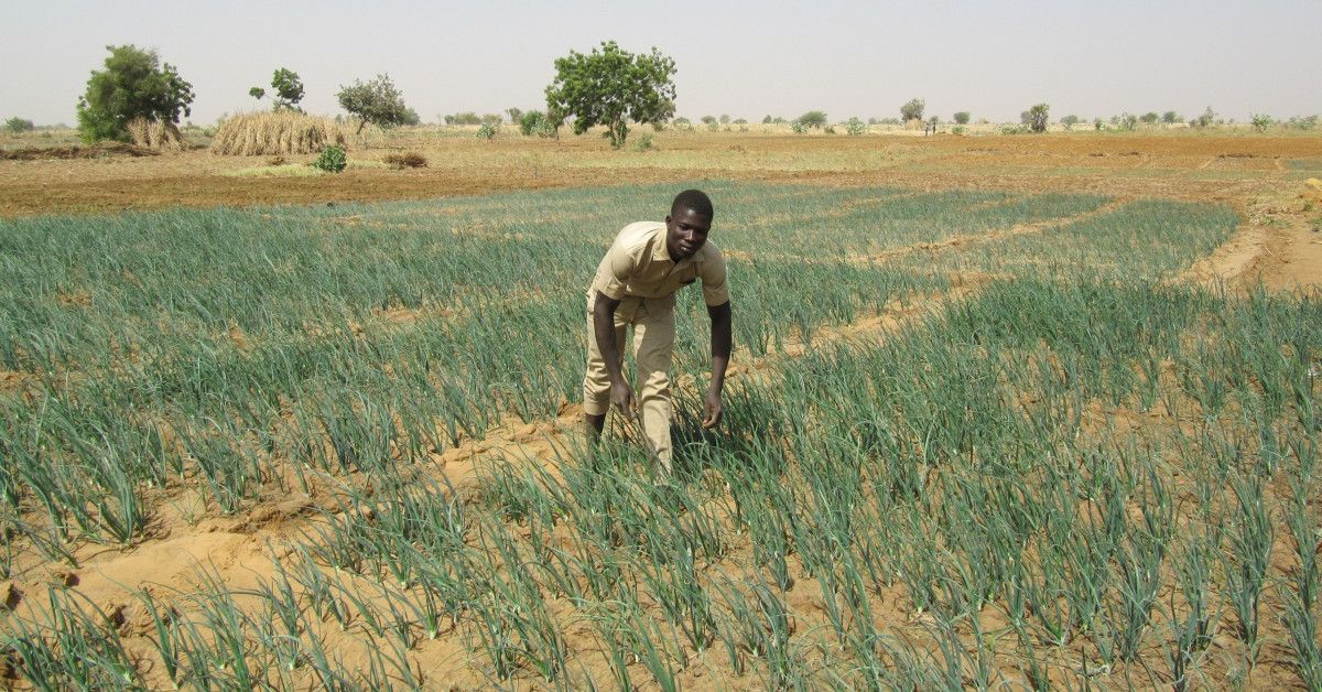 The SIFA (integrated agricultural training sites): an excellent ...