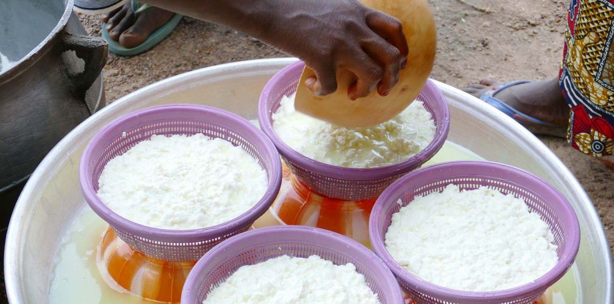 Improving the quality of "Gassirè" cheese for the empowerment of Fulani ...