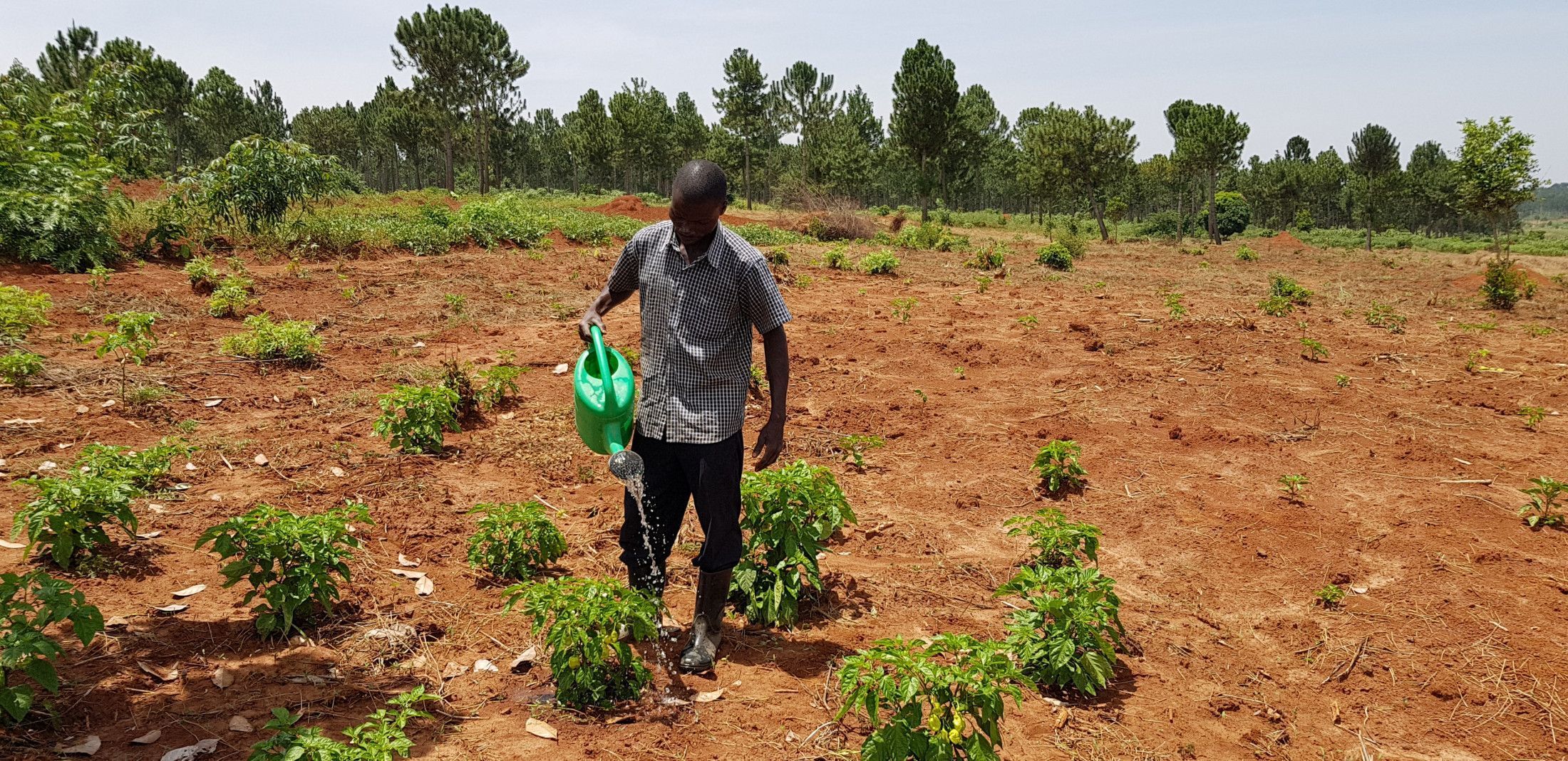 Increased Income Attributable To Hot Pepper Farming - News - Site