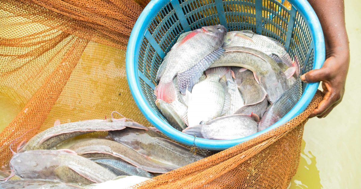 The Inclusive Markets Approach: How do Beninese Fish Farmers Benefit ...
