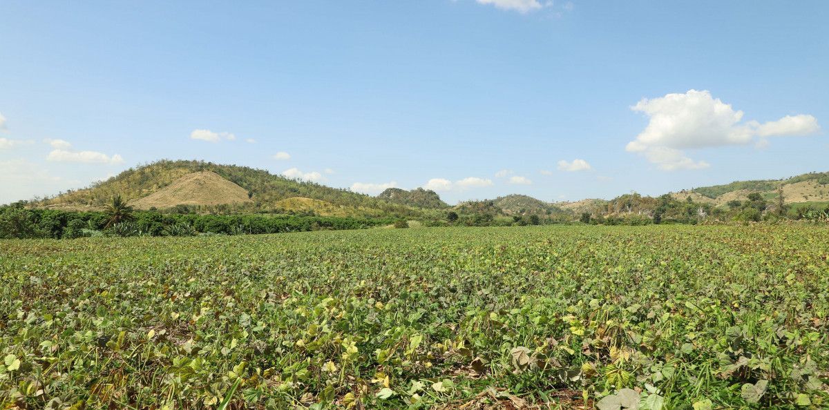 Dei Meas farmers share their success stories on transitioning to ...