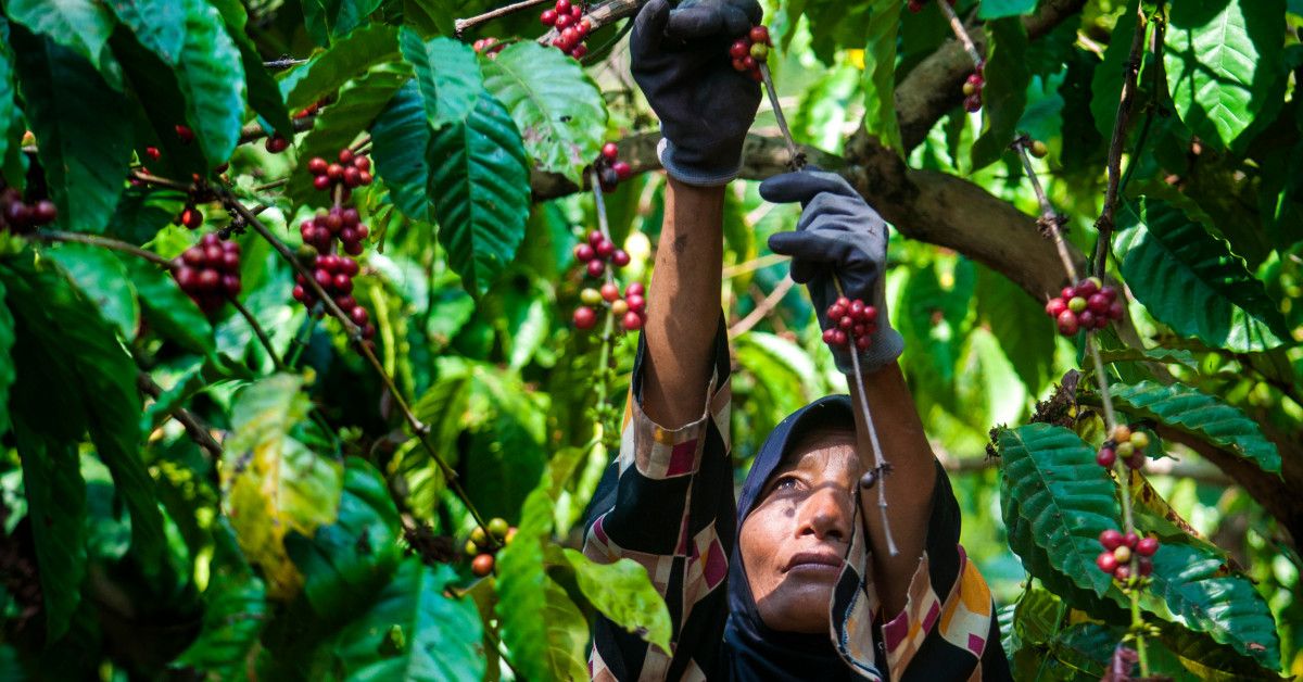 Indonesia: taking coffee farmer engagement to the next level - News - Site