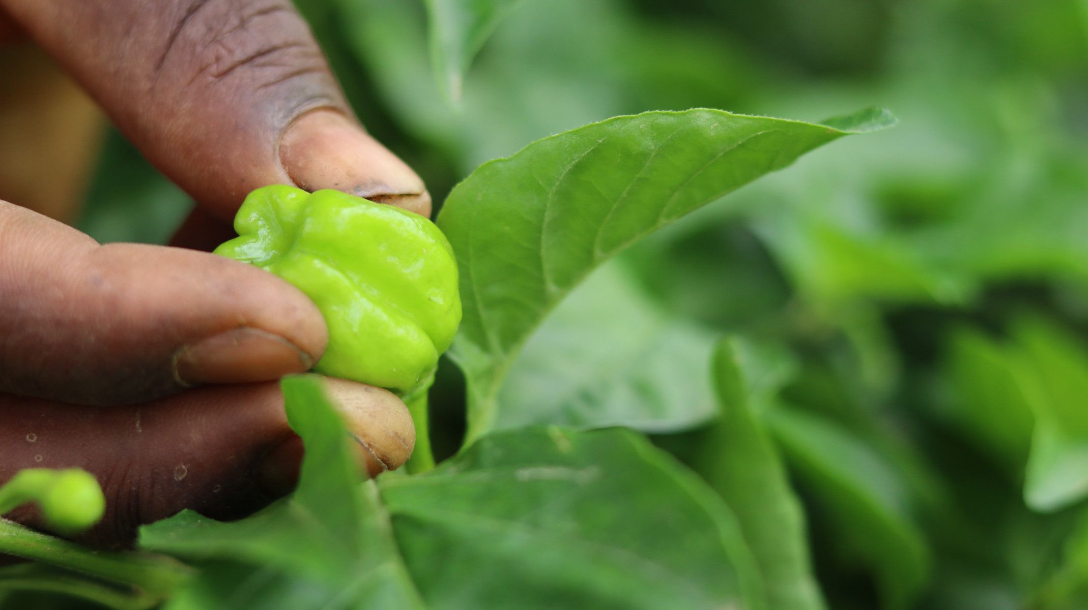 Cultiver un avenir durable grâce à l’Entrepreneuriat local au Niger ...