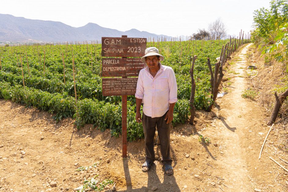 Reducción del Uso de Agroquímicos en Tomate: Un Hito en la Agricultura ...