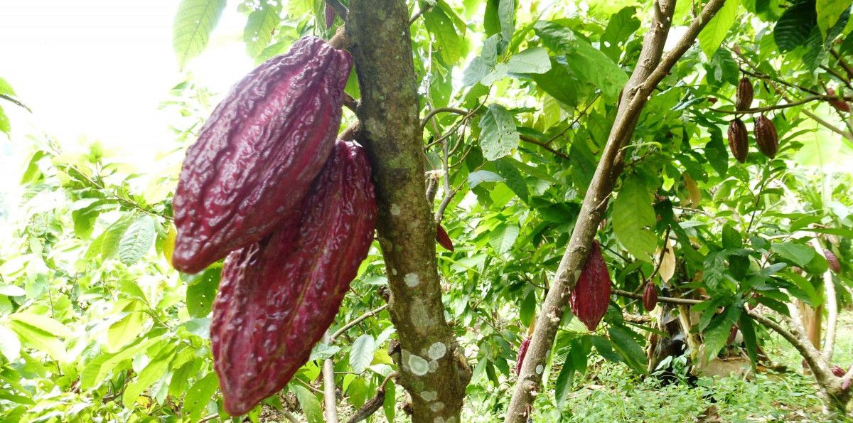 Cacao+Sostenible - Projects - Site