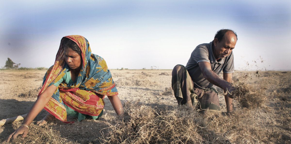 Making Markets Work for the Jamuna, Padma and Teesta Chars (M4C ...