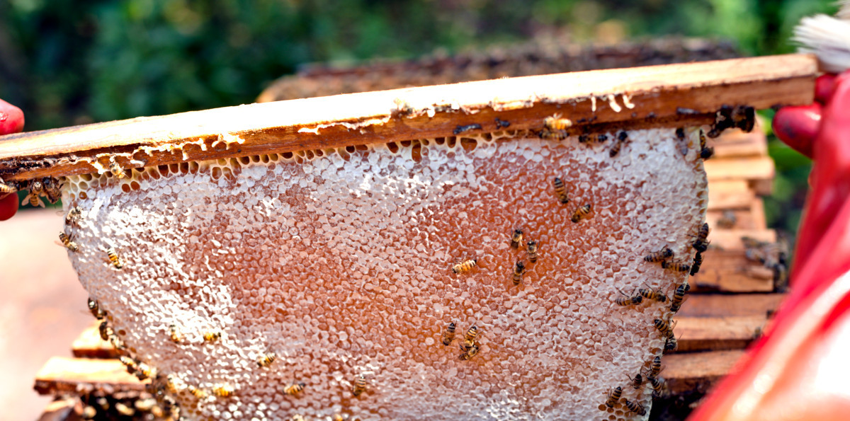 Protecting bees will safeguard the livelihoods of more than 7.4 million ...