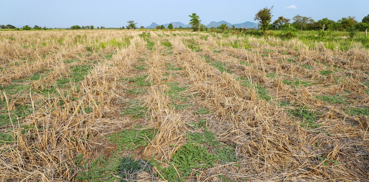 Inception workshop marks the commencement of Straw Residue Management ...