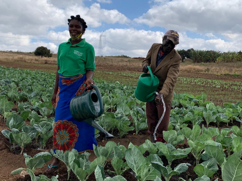 Diversified agricultural system for smallholder grain farmers in Manica ...